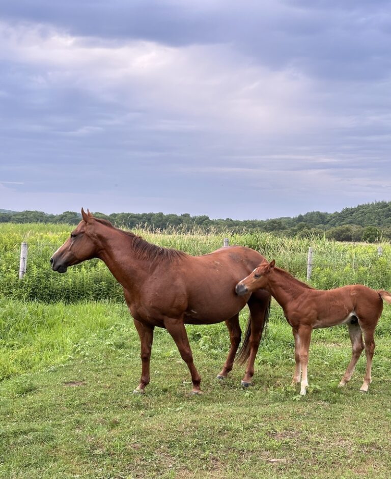 ABOUT - HEART RANCH / ハートランチ