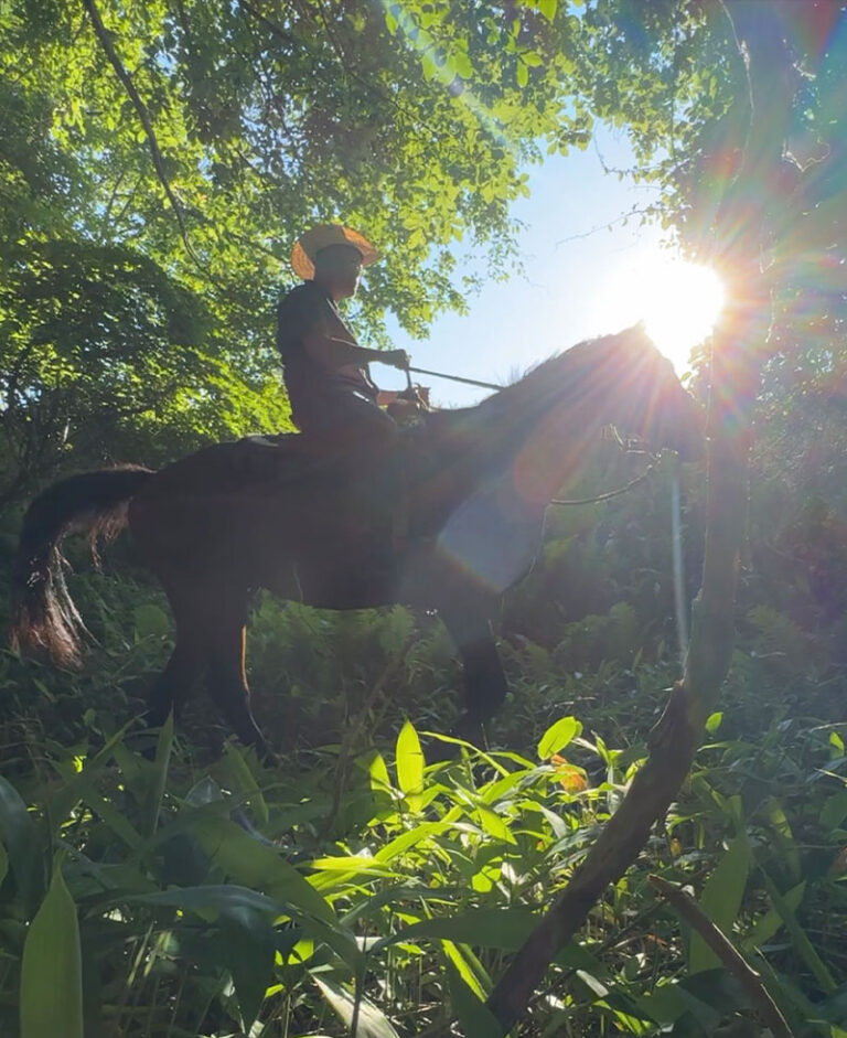 HORSE DRIVE - HEART RANCH / ハートランチ